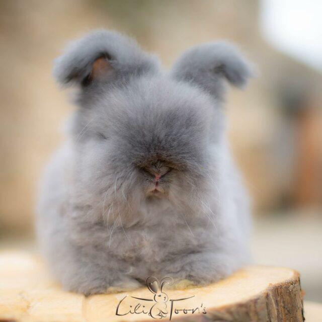 La Race : Lapin Angora Anglais - Les Lapins LILI TOON'S