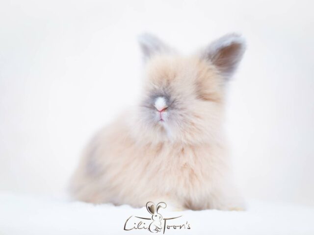 À Adopter - Angoras Anglais Femelles - Les Lapins LILI TOON'S